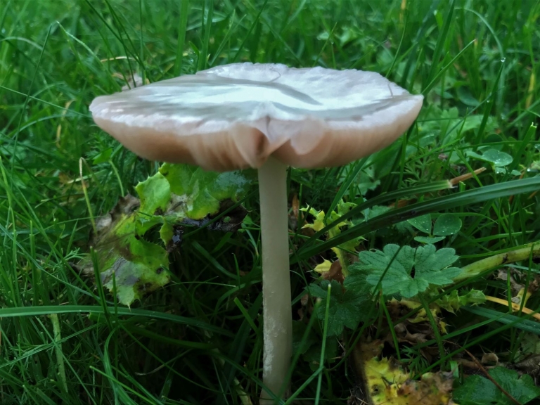 Stubble Rosegill - Wild Food UK