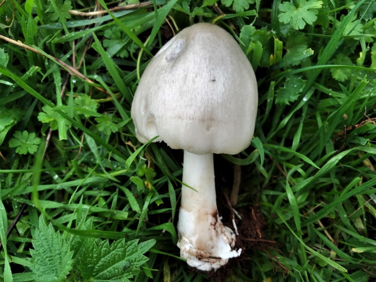Stubble Rosegill - Wild Food UK