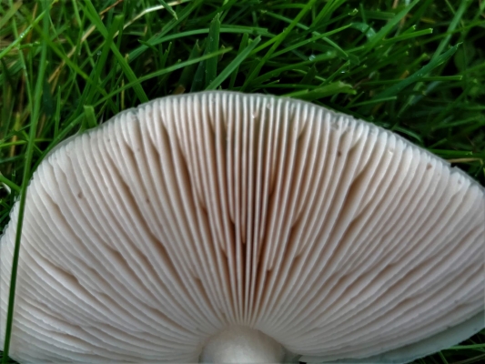 Stubble Rosegill - Wild Food UK