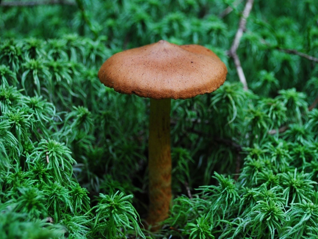 Deadly Webcap - Wild Food UK