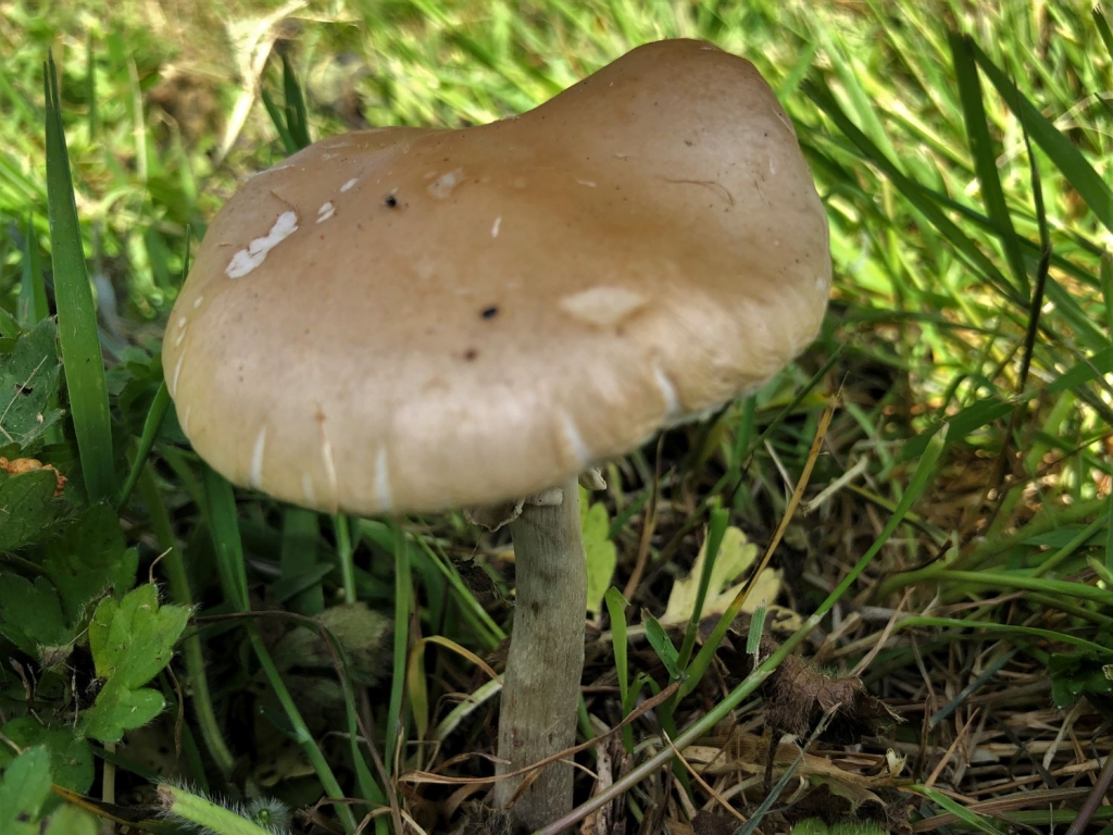 Spring Fieldcap - Wild Food UK