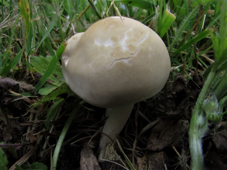Spring Fieldcap - Wild Food UK