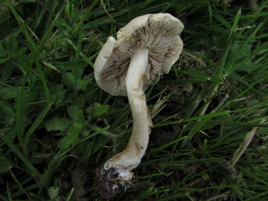 Spring Fieldcap - Wild Food UK