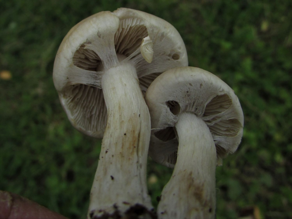 Spring Fieldcap - Wild Food UK