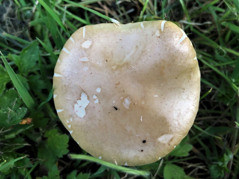 Spring Fieldcap - Wild Food UK