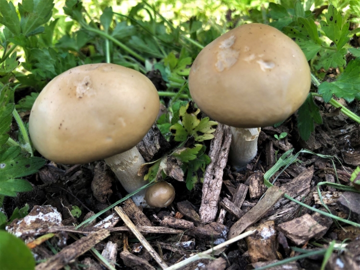 Spring Fieldcap - Wild Food UK