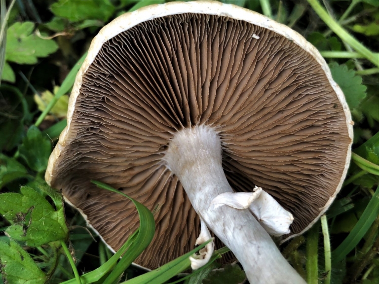 Spring Fieldcap - Wild Food UK