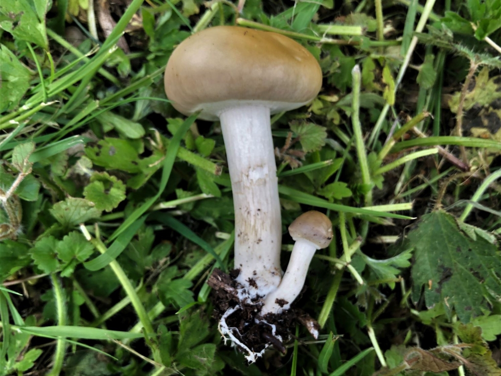 Spring Fieldcap - Wild Food UK