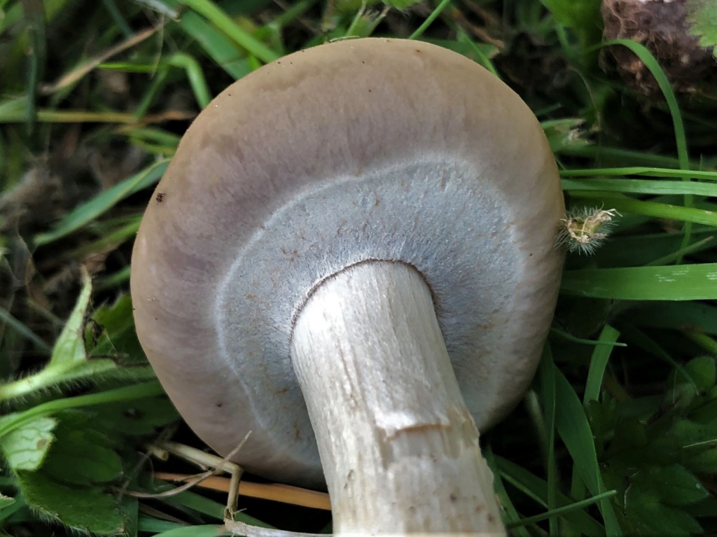 Spring Fieldcap - Wild Food UK