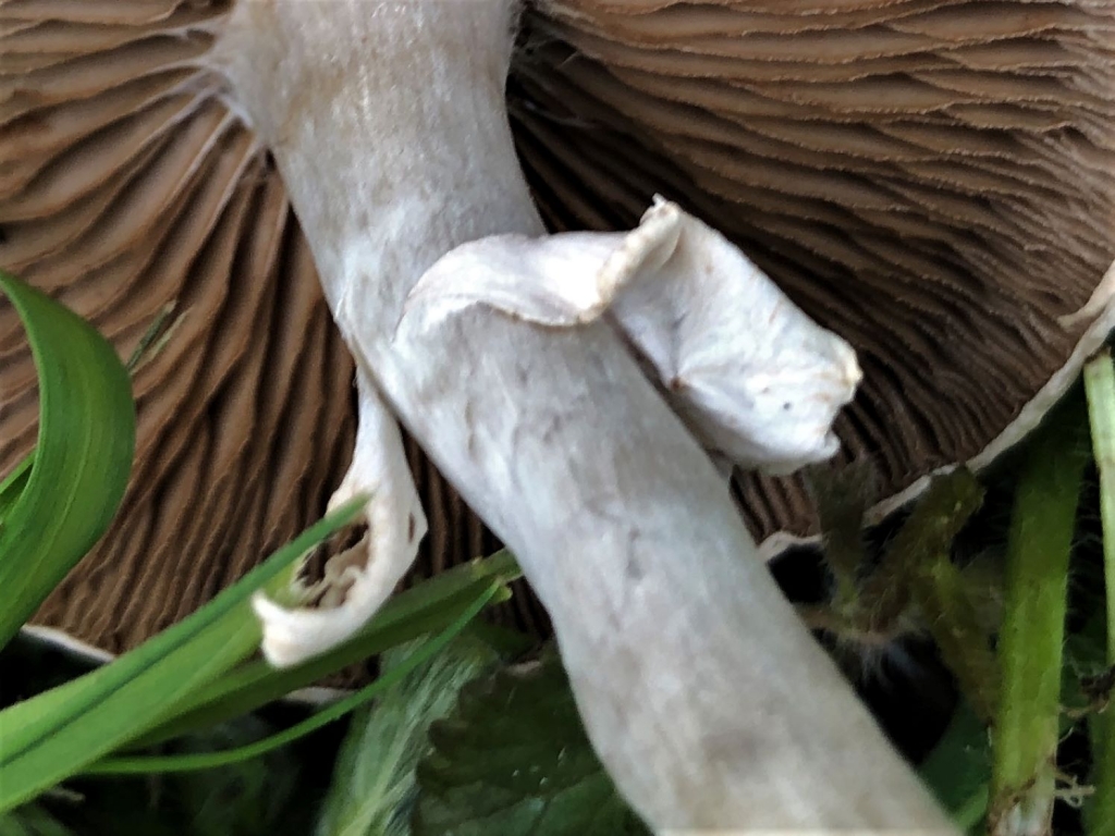 Spring Fieldcap - Wild Food UK