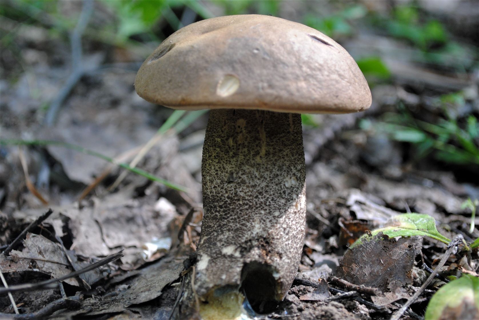 Slate Bolete - Wild Food UK