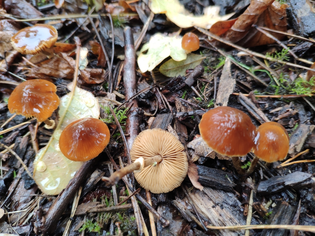 The Most Poisonous UK Fungi Part 1. - Wild Food UK