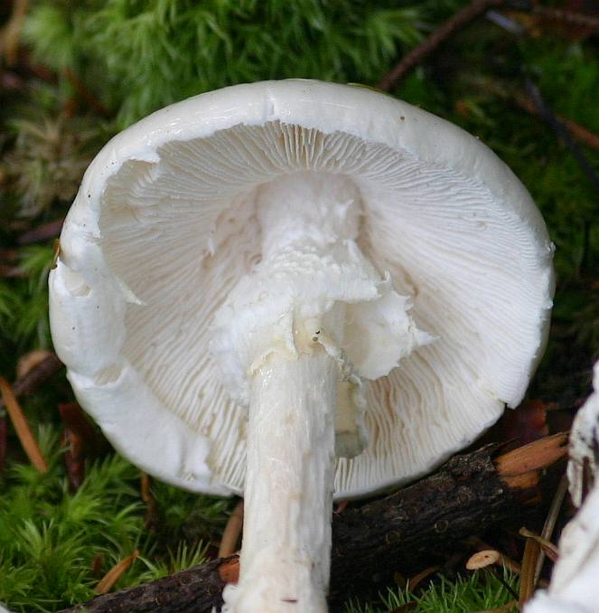 The Most Poisonous UK Fungi Part 1. - Wild Food UK