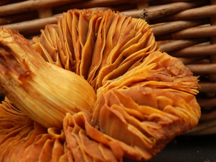 The Most Poisonous UK Fungi Part 1. - Wild Food UK