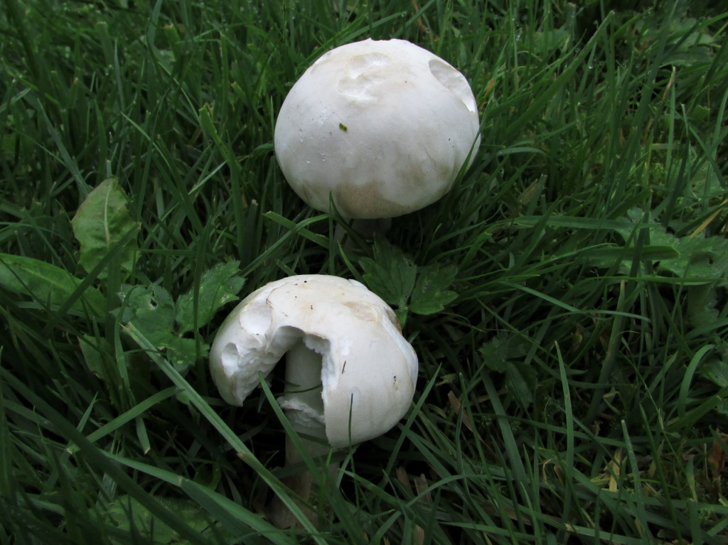 White Dapperling - Wild Food UK