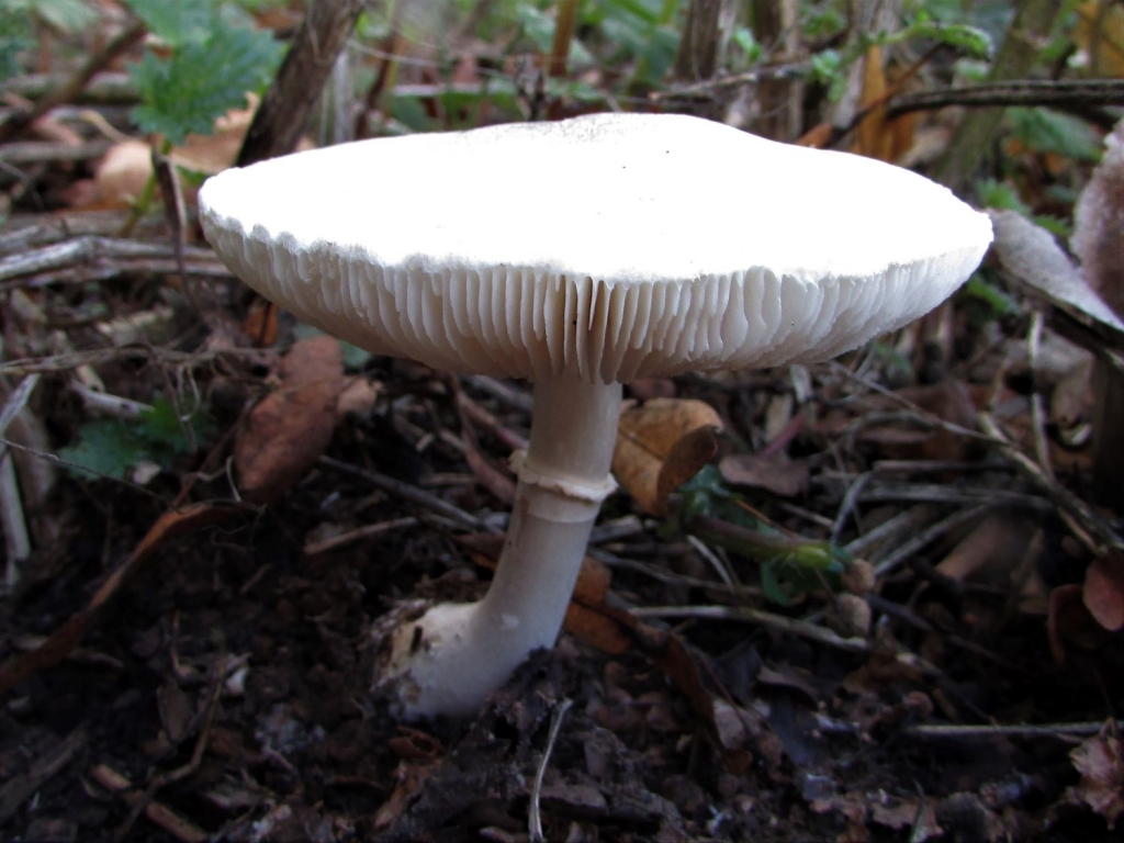 White Dapperling - Wild Food UK