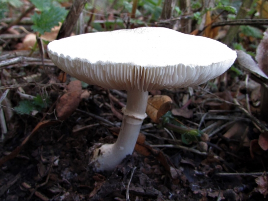 White Dapperling - Wild Food UK