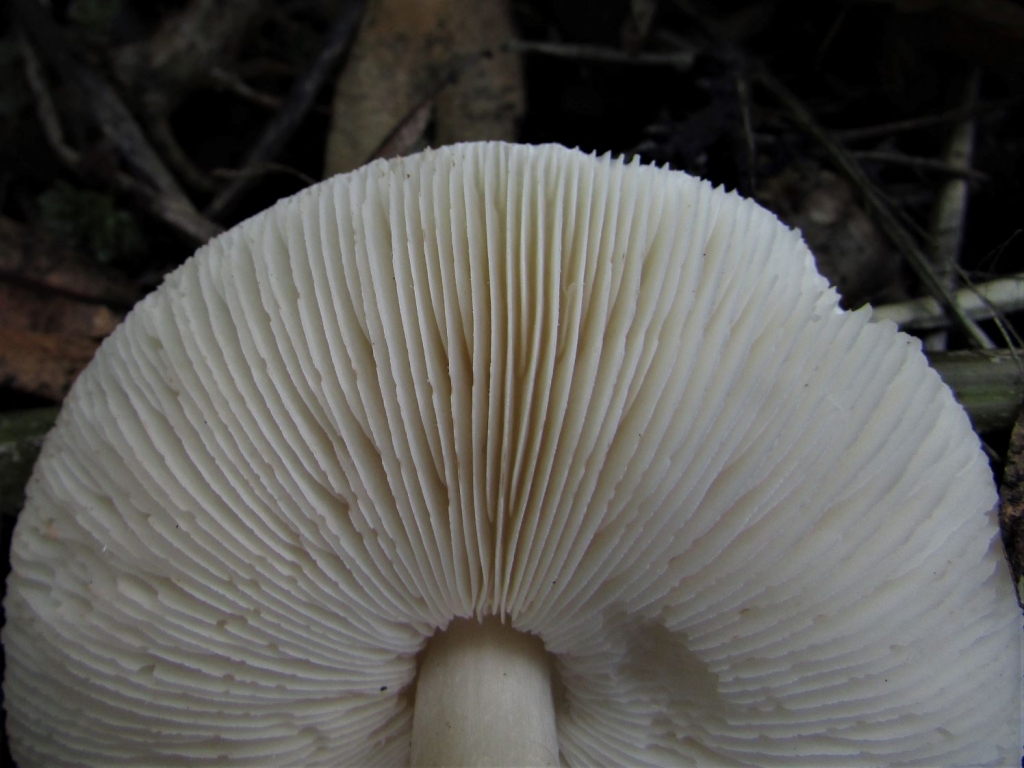 White Dapperling - Wild Food UK