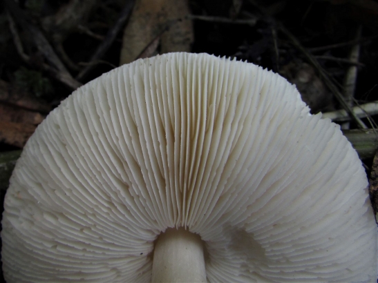 White Dapperling - Wild Food UK