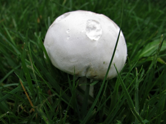 White Dapperling - Wild Food UK