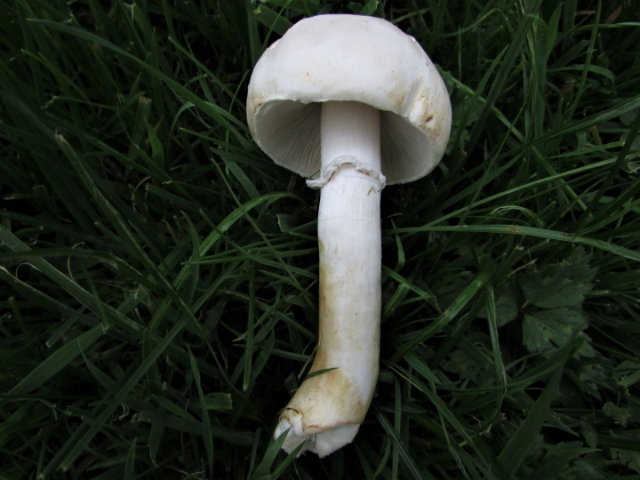 White Dapperling - Wild Food UK