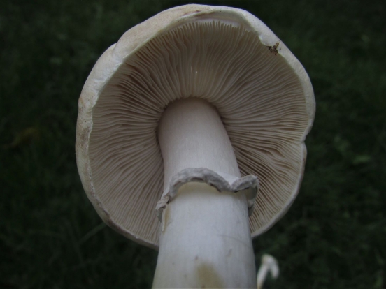 White Dapperling - Wild Food UK