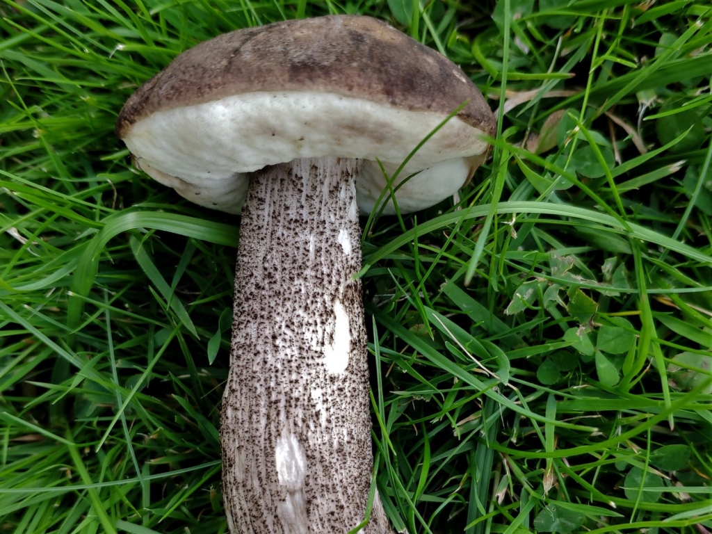 Slate Bolete - Wild Food UK