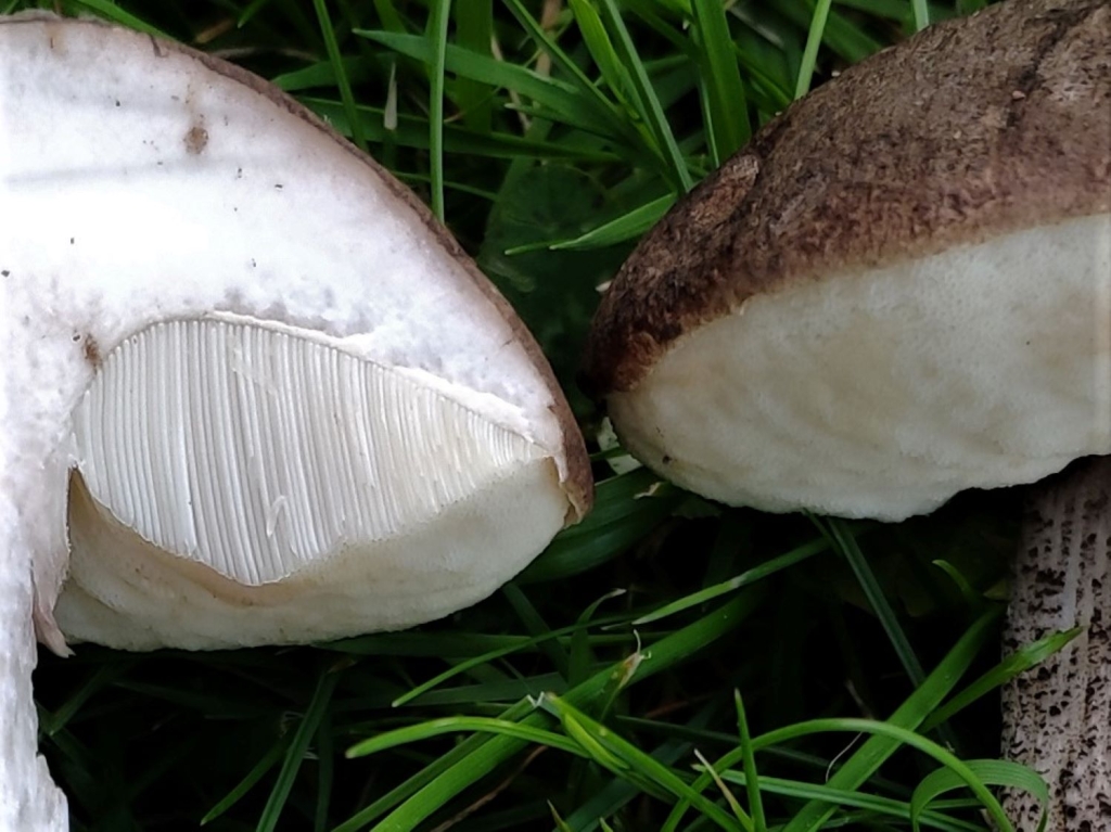 Slate Bolete - Wild Food UK