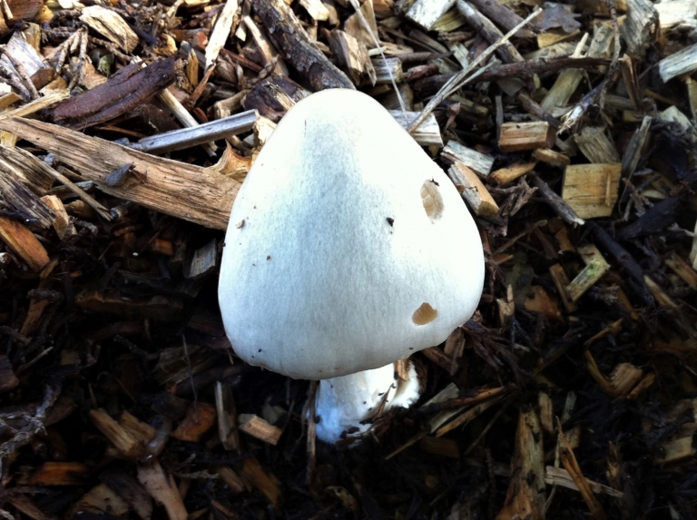 Stubble Rosegill - Wild Food UK