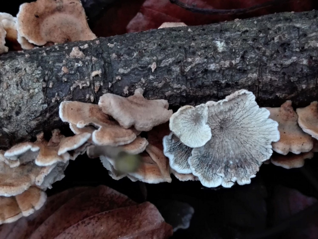 Crimped Gill - Wild Food UK