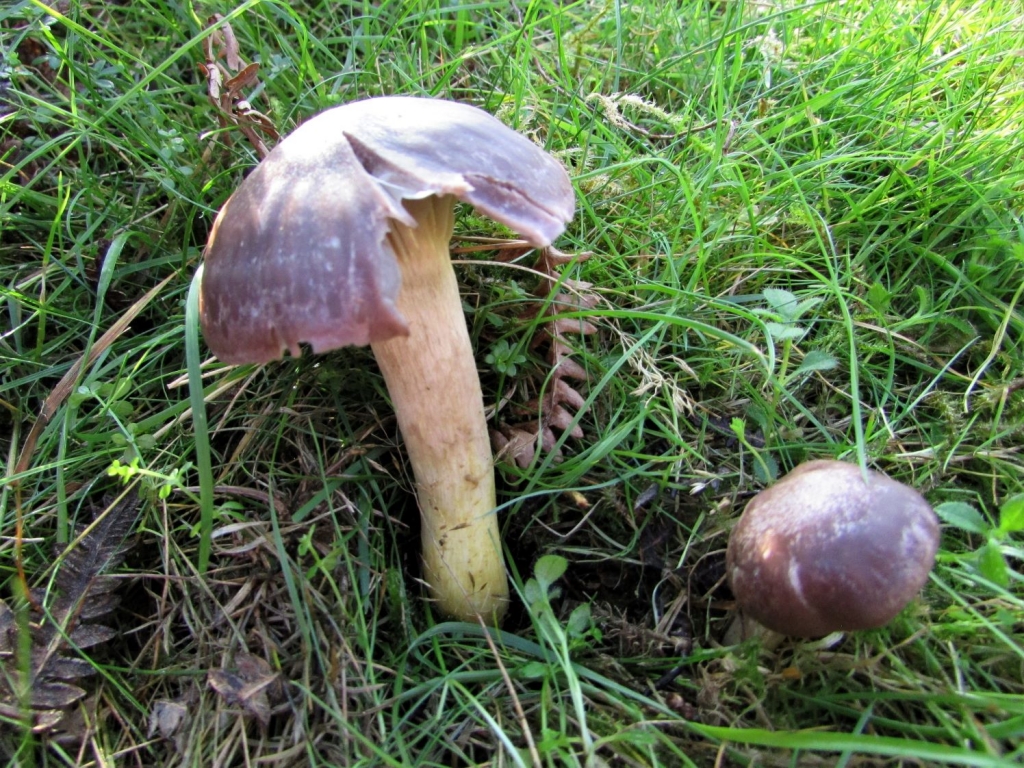 Yellow Foot Waxcap - Wild Food UK