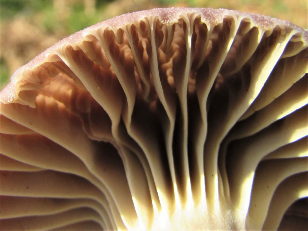 Yellow Foot Waxcap - Wild Food UK
