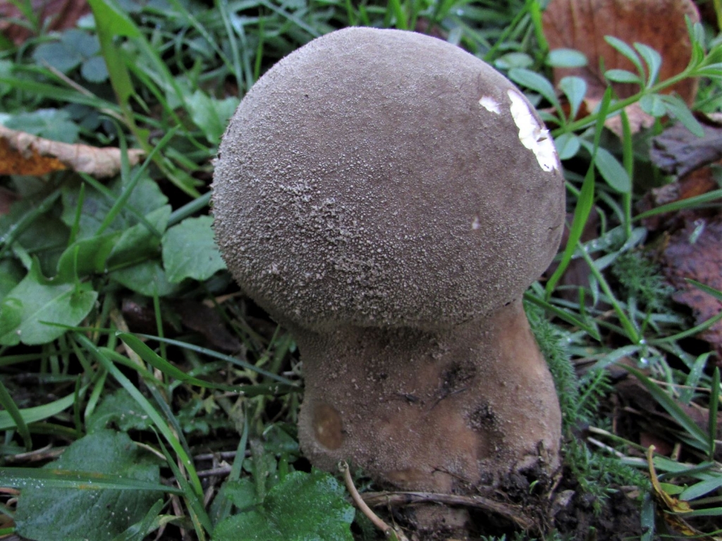 Pestle Puffball - Wild Food UK