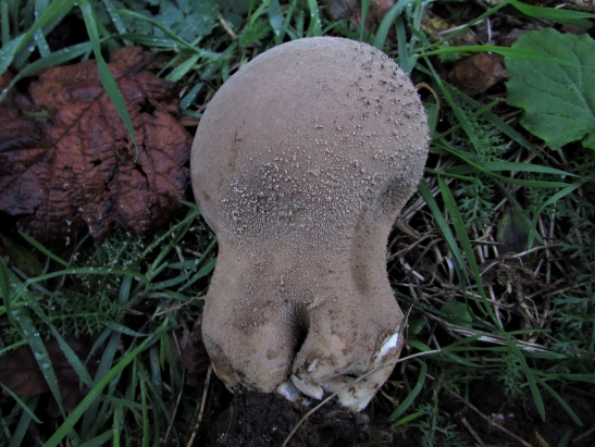 Pestle Puffball - Wild Food UK