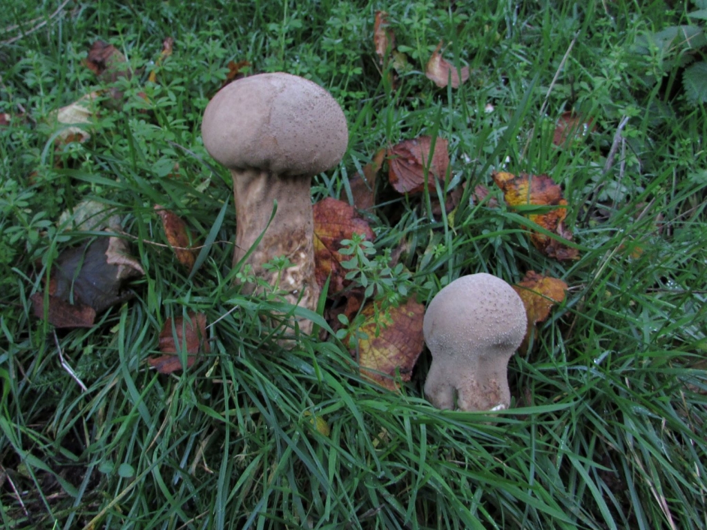 Pestle Puffball - Wild Food UK