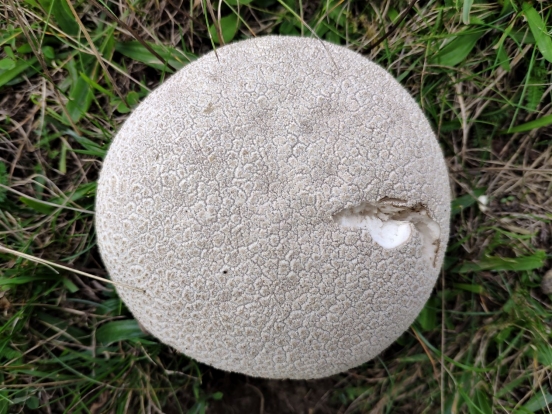 Pestle Puffball - Wild Food UK