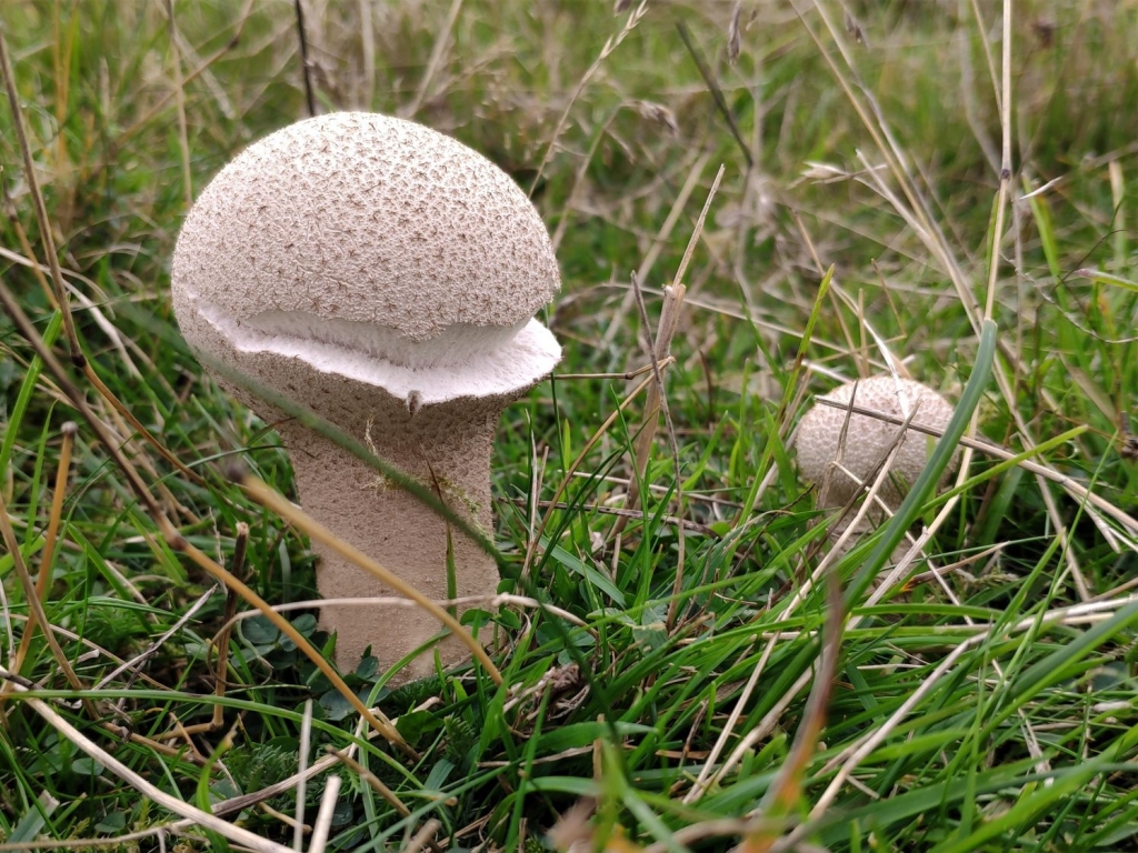 Pestle Puffball - Wild Food UK