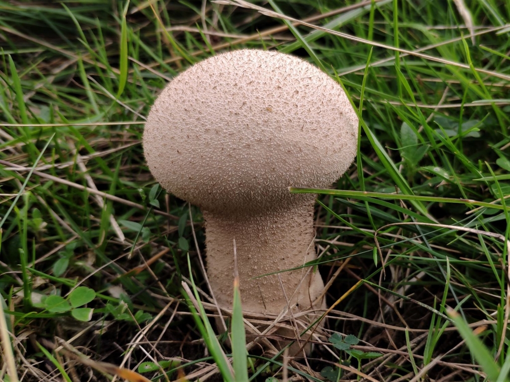 Pestle Puffball - Wild Food UK