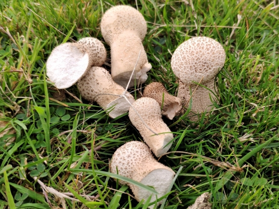 Pestle Puffball - Wild Food UK