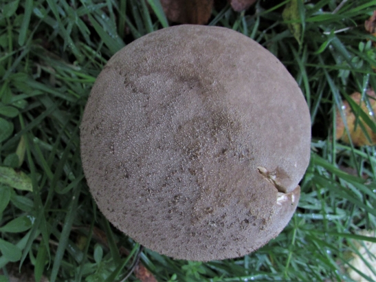 Pestle Puffball - Wild Food UK