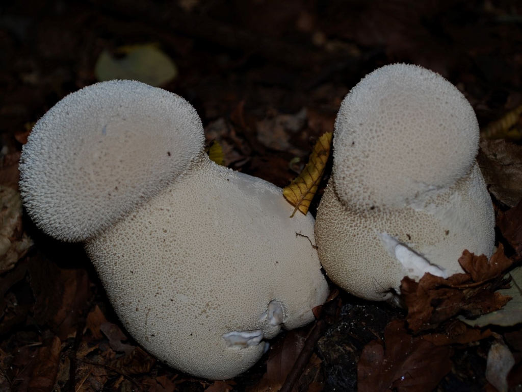 Pestle Puffball - Wild Food UK