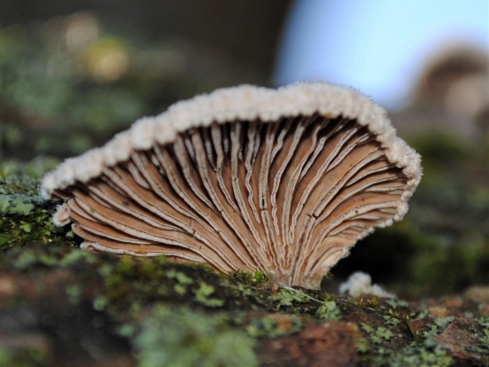 Splitgill - Wild Food UK