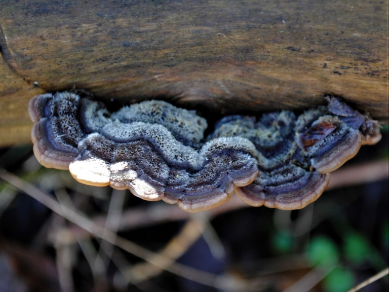 Tripe Fungus - Wild Food UK