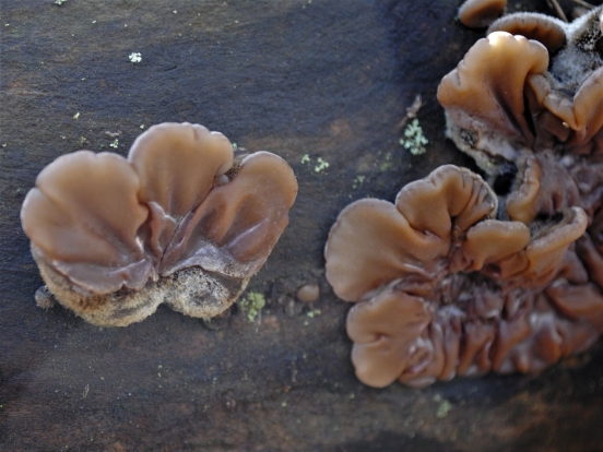 Tripe Fungus - Wild Food UK