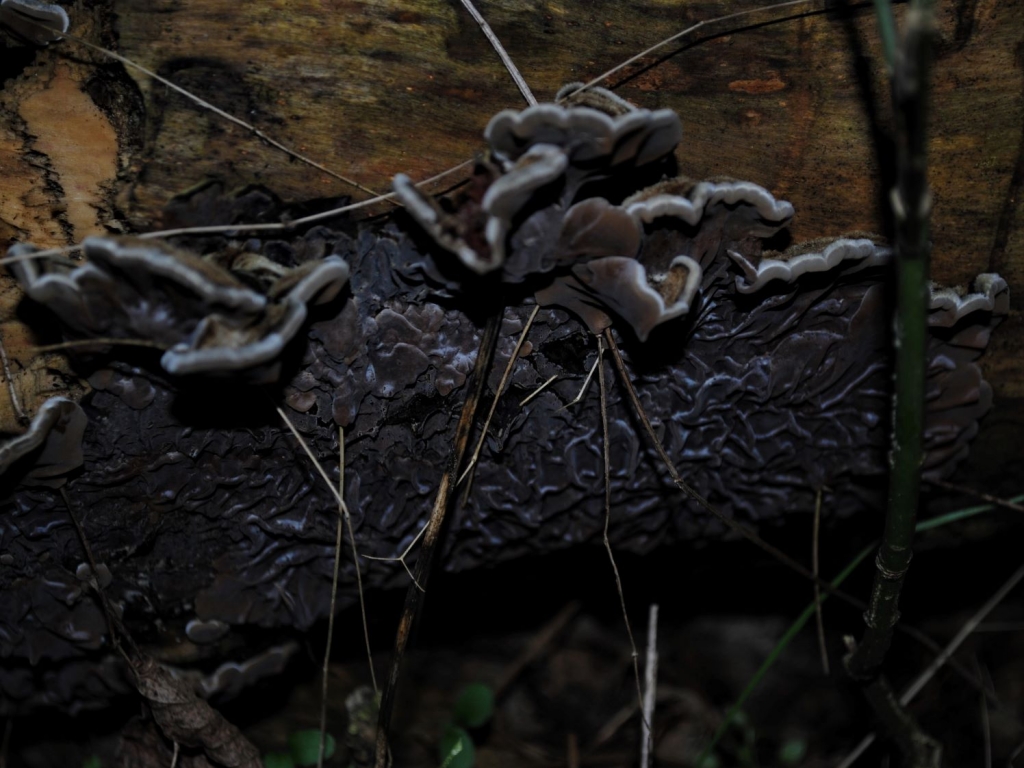 Tripe Fungus - Wild Food UK