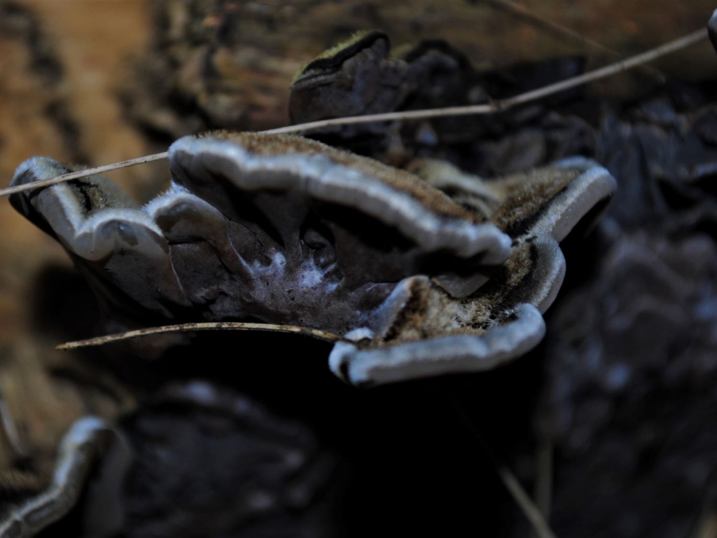 Tripe Fungus - Wild Food UK