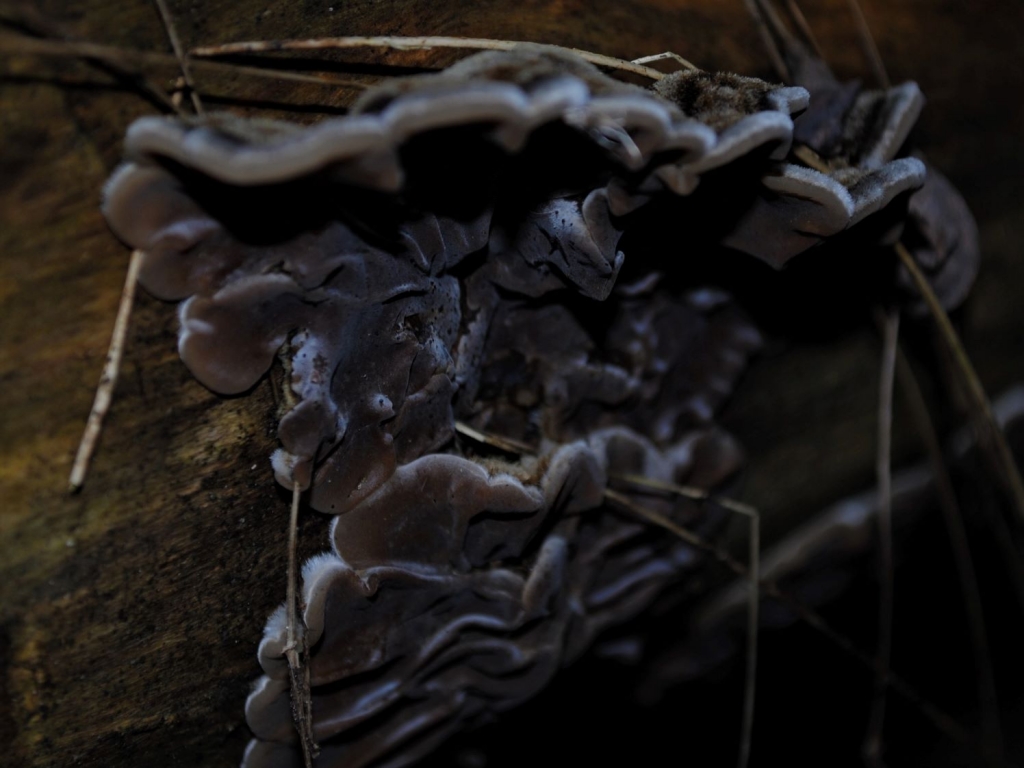 Tripe Fungus - Wild Food UK