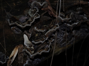 Tripe Fungus - Wild Food UK