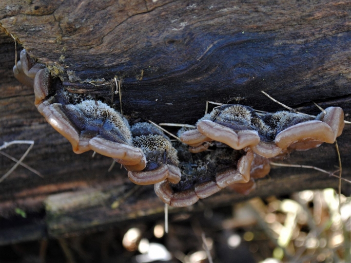 Tripe Fungus - Wild Food UK