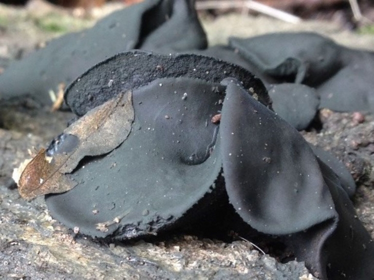 Black Bulgar - Wild Food UK